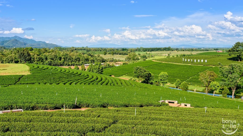 Private Tour | 1 Day Chiang Rai Spectacular & Tea Plantation - from ...