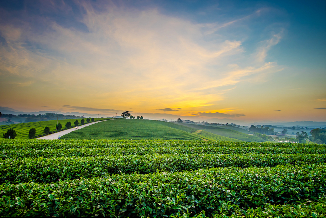 Private Tour | 1 Day Chiang Rai Spectacular & Tea Plantation - from ...